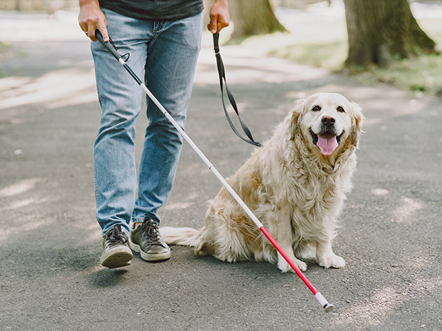 Maison D Accueil Pour Chien Aveugle Paris | Ventana Blog